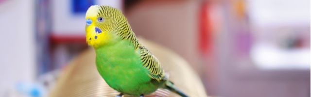 How to Transport Exotic Pets During a Move | U-Pack